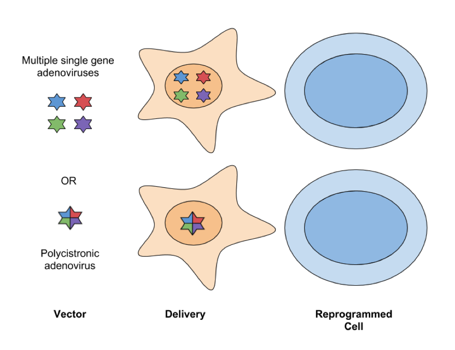 Delivery Methods for Generating iPSCs