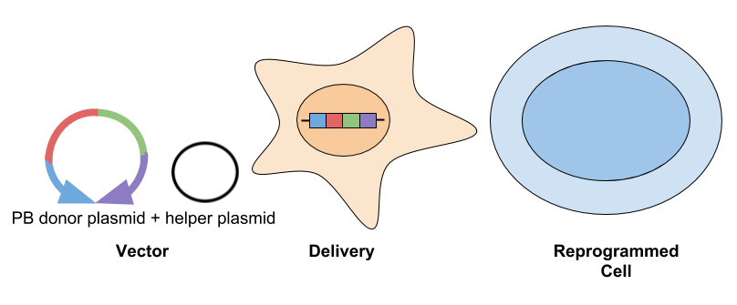 Delivery Methods for Generating iPSCs