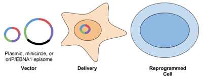 Delivery Methods for Generating iPSCs