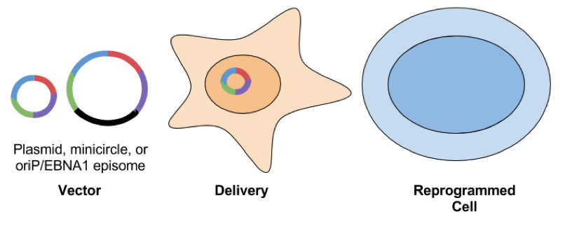 Delivery Methods for Generating iPSCs