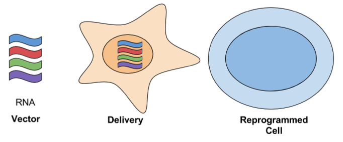 Delivery Methods for Generating iPSCs