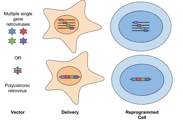 Delivery Methods for Generating iPSCs