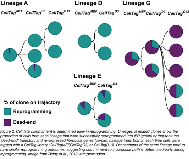 Single-cell tracking of lineage and identity with CellTag