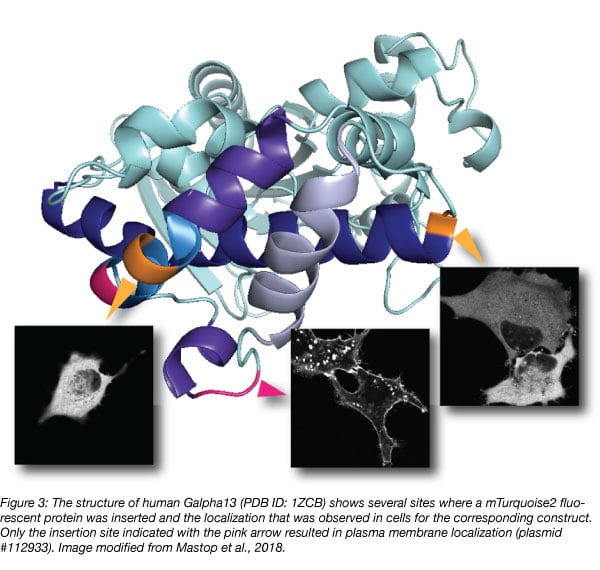 Fluorescent Proteins 101: GFP Fusion Proteins - Making the Right Connection
