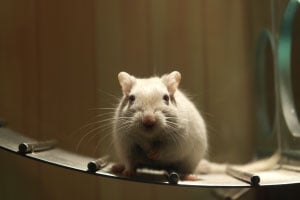 Five Popular Model Organisms