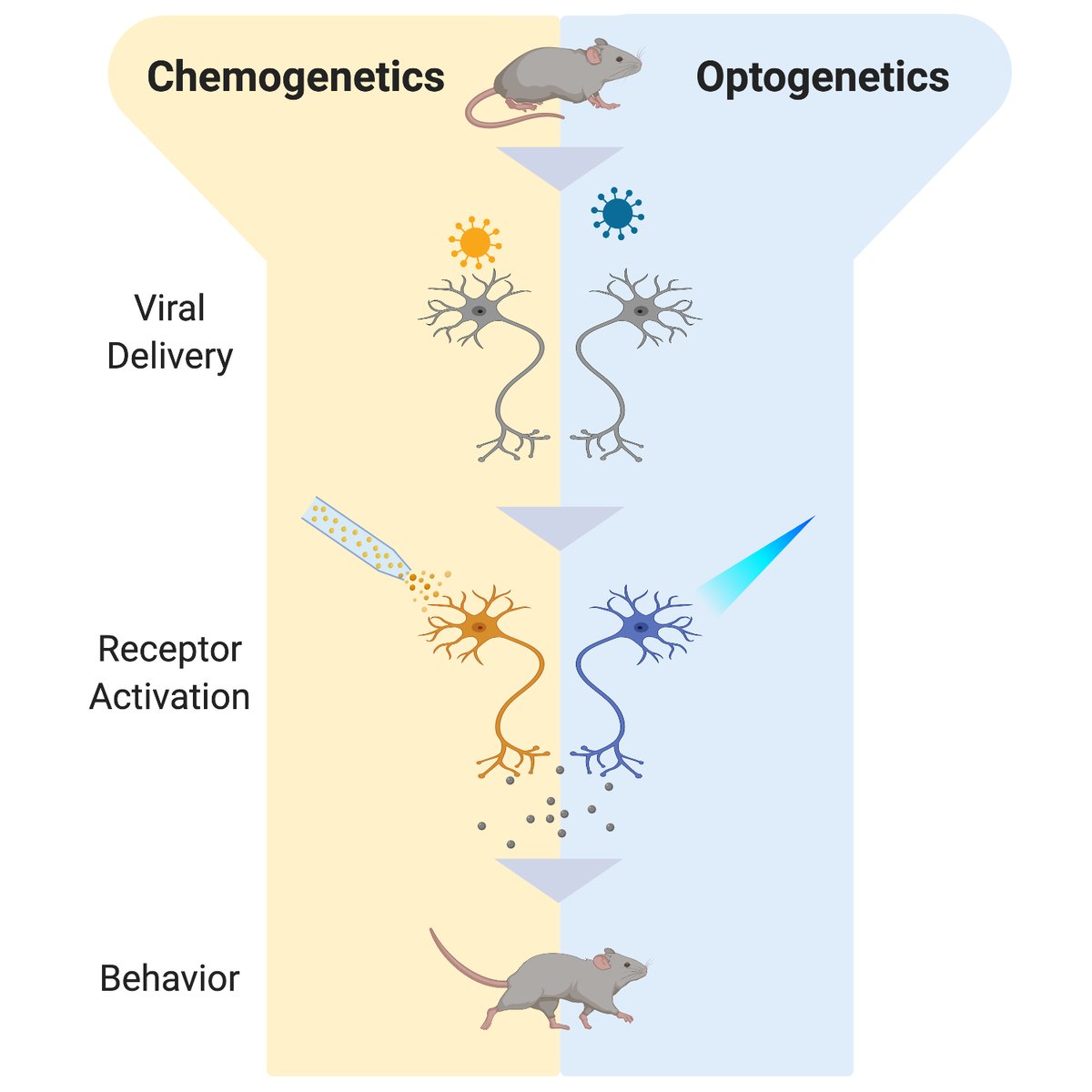 Chemogenetics vs. Optogenetics: Which Method Should I Choose?