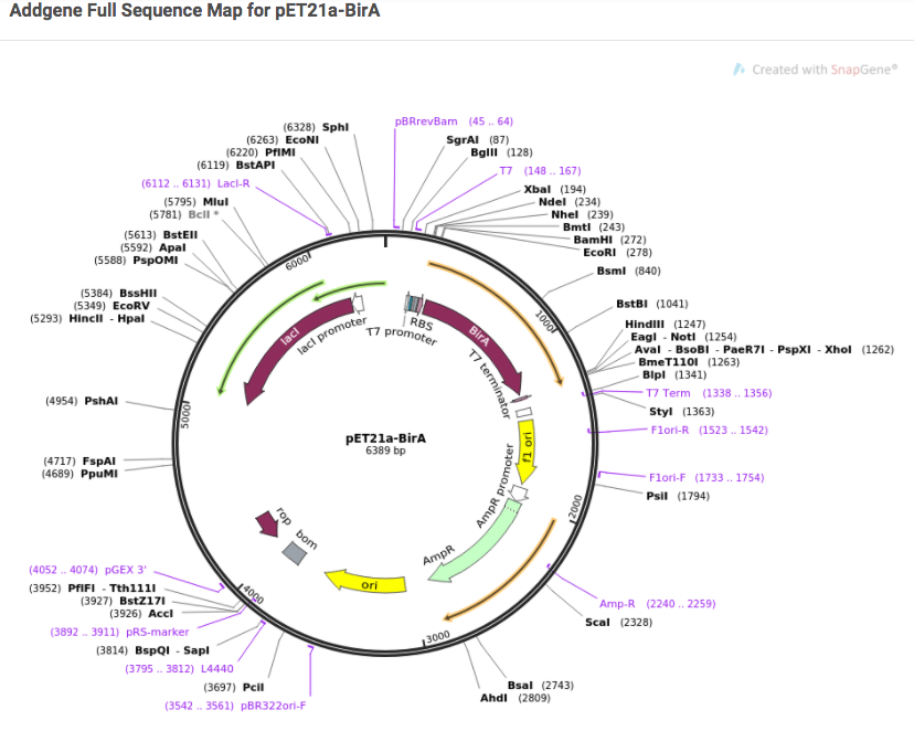Early Career Researcher Toolbox: Free Online Molecular Biology Tools