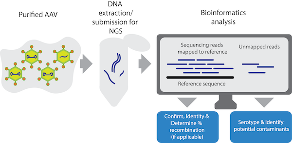 Viral Genome Sequencing - A One Stop Shop for AAV Identity and Serotype ...