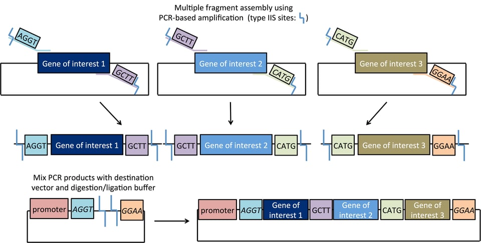Plasmids 101: Golden Gate Cloning