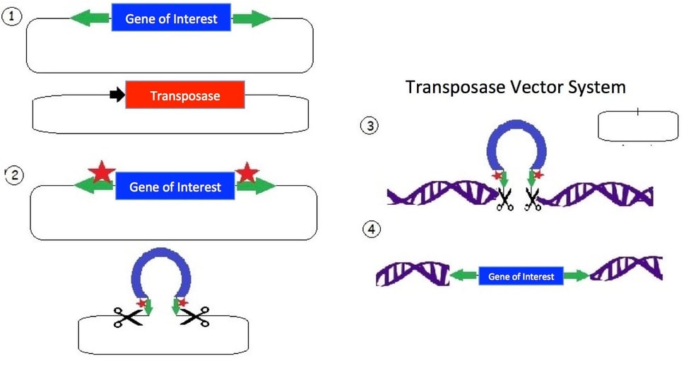 Sleeping Beauty Awakens for Genome Engineering