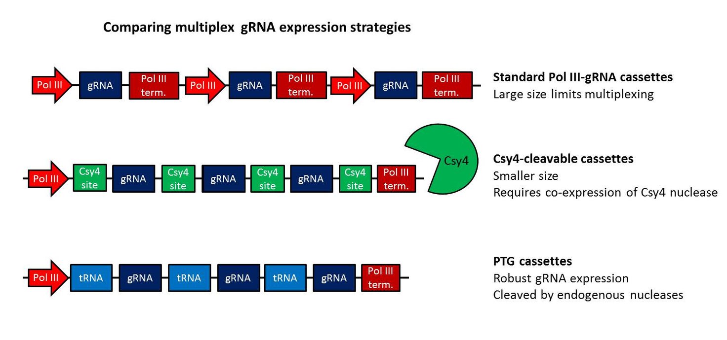 Back to Bacteria: CRISPR gRNA Multiplexing Using tRNAs