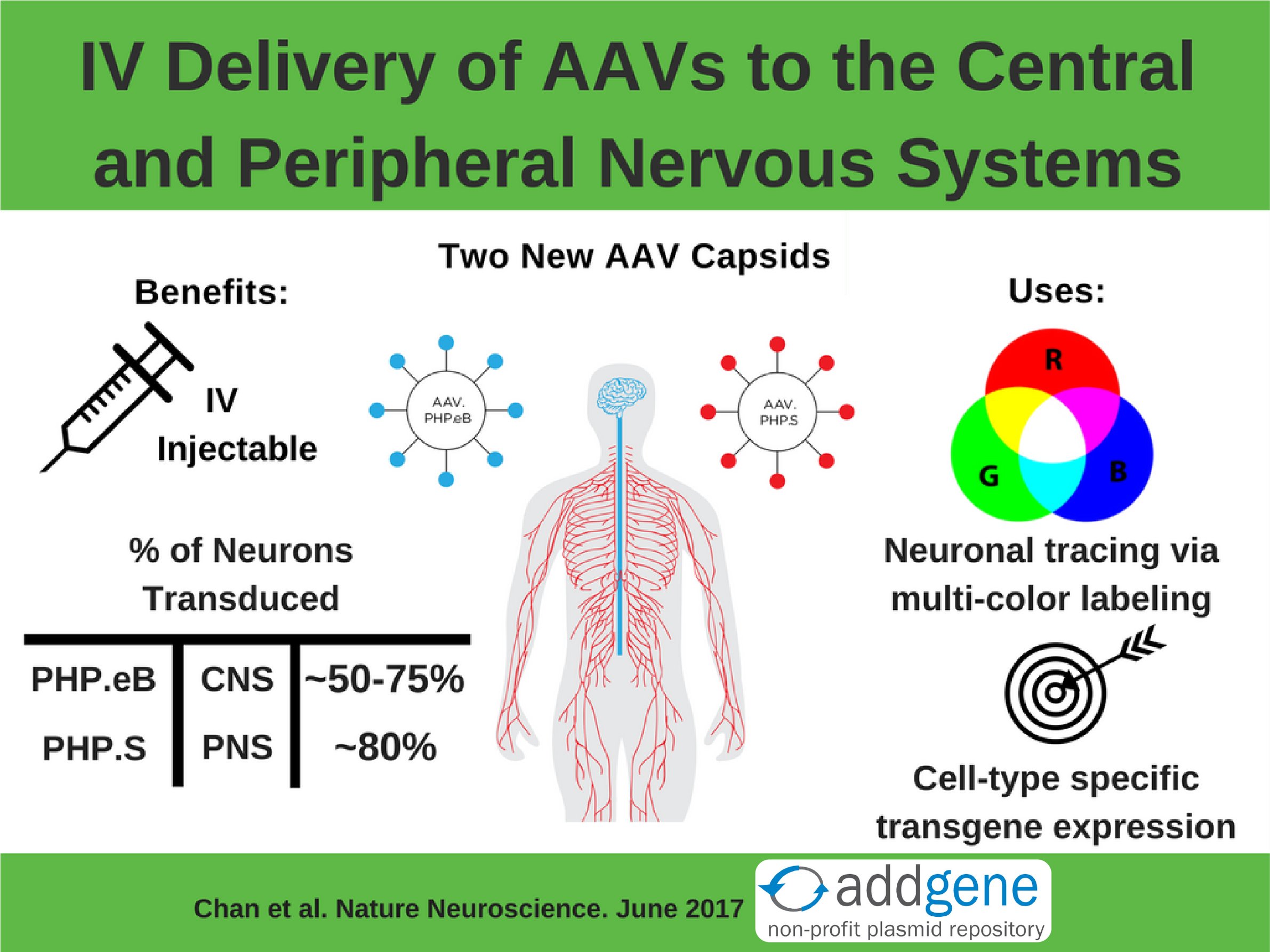 AAVs CREATed for Gene Delivery to the CNS and PNS