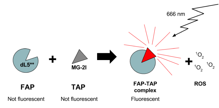 Photosensitizer Induced Cell Ablation with FAP-TAP MG-2I-dL5**