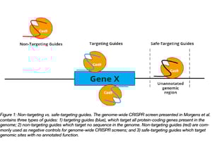 Controlling for Off-target Effects with a New Genome-wide CRISPR Screen ...