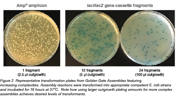 Golden Gate Assembly Upgrades: More Fragments, Faster Assembly, and ...