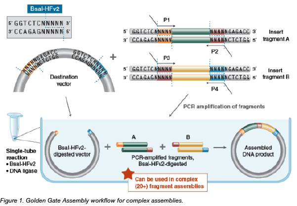 Golden Gate Assembly Upgrades: More Fragments, Faster Assembly, and ...