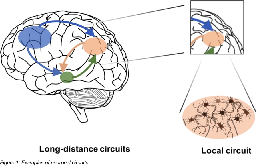 Using AAV for neuronal tracing