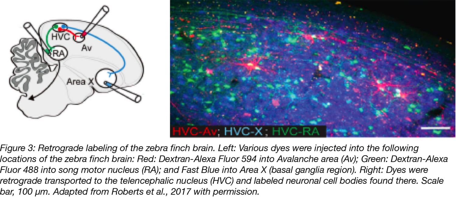 Using AAV for neuronal tracing