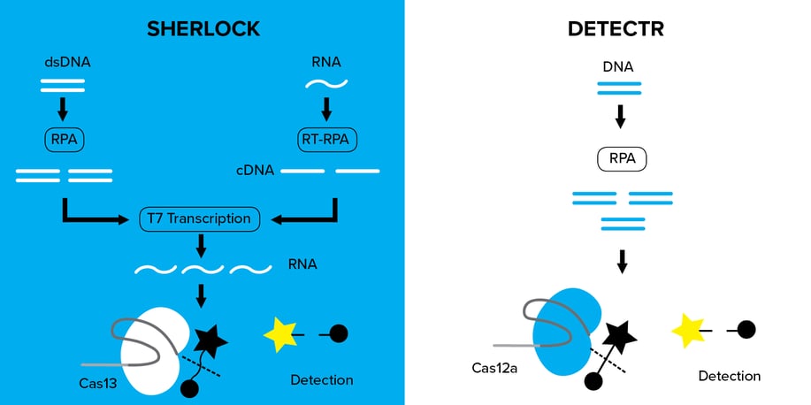 Finding nucleic acids with SHERLOCK and DETECTR