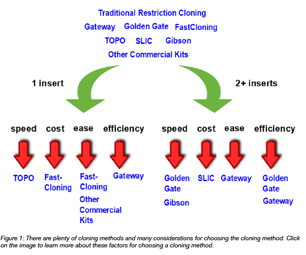 Troubleshooting Your Plasmid Cloning Experiment