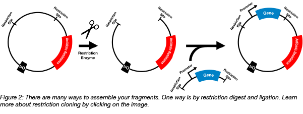 Troubleshooting Your Plasmid Cloning Experiment