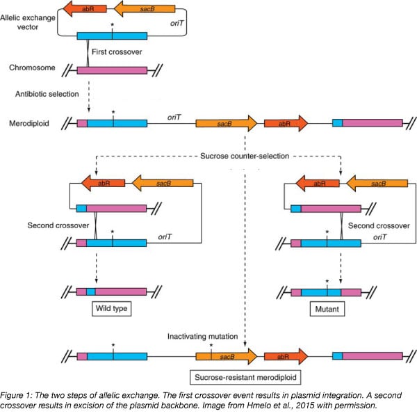 Harnessing Bacterial Toxins for Allelic Exchange