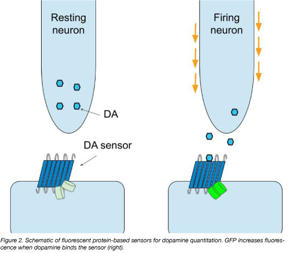Sensing Neuronal Dopamine