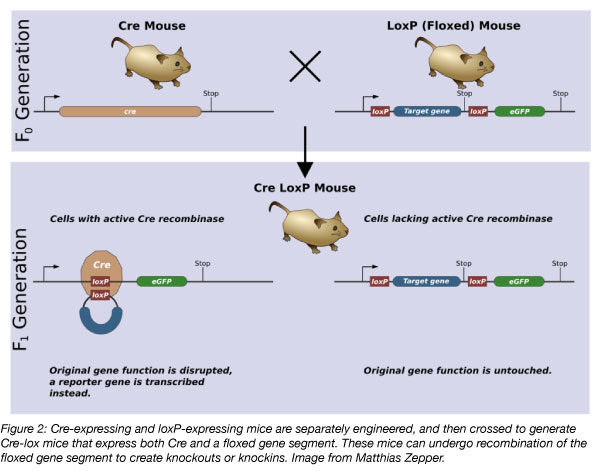 Mouse Modeling, Part 1: Genetically Engineered Mice