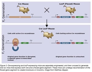 Mouse Modeling, Part 1: Genetically Engineered Mice