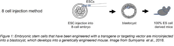 Mouse Modeling, Part 1: Genetically Engineered Mice