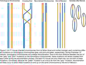 Mouse Modeling, Part 2: Breeding and Crossing Mice