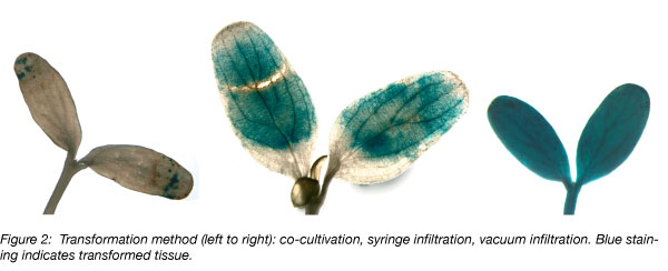 Save Time with Transient Plant Leaf Transformations