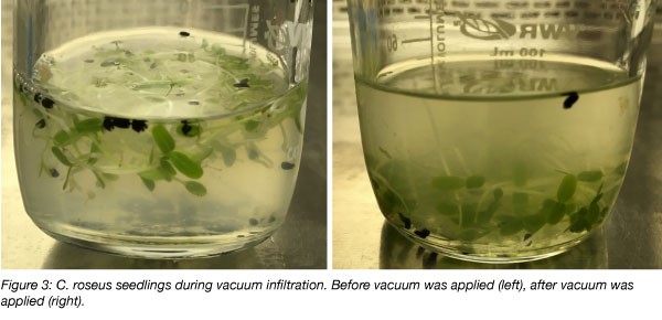 Save Time with Transient Plant Leaf Transformations