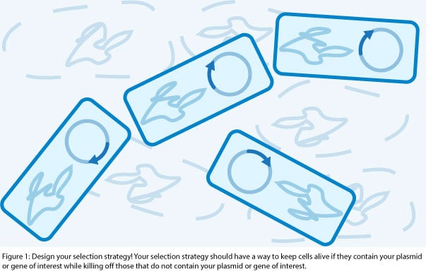 Plasmids 101: Positive and Negative Selection for Plasmid Cloning