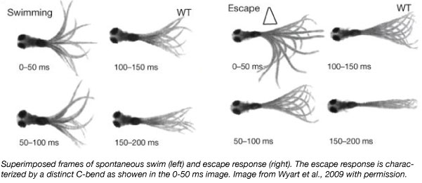 Zebrafish as a Model for Behavior: Swimming into the Optogenetic Spotlight