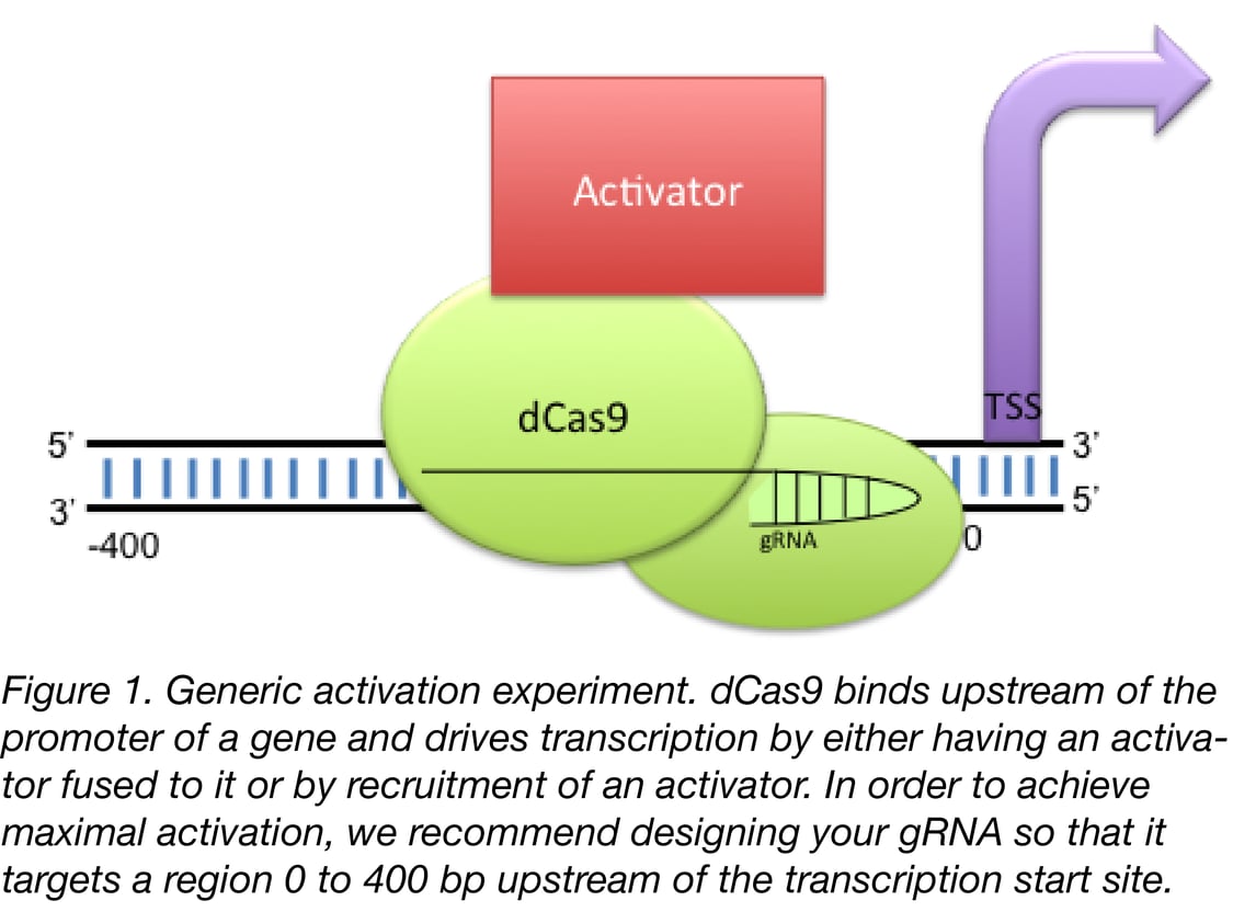 CRISPR Activation: A Practical Guide