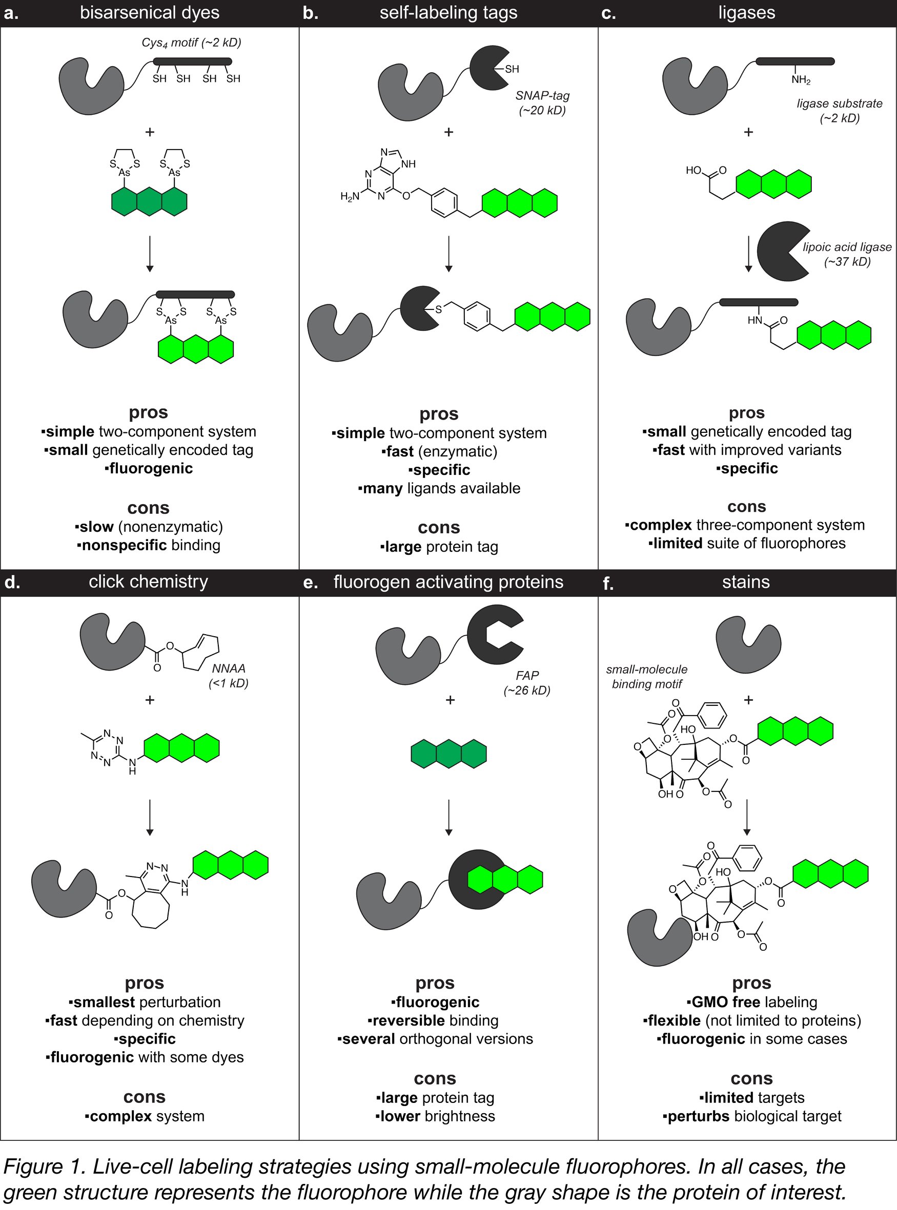Better Dyeing Through Chemistry & Small Molecule Fluorophores