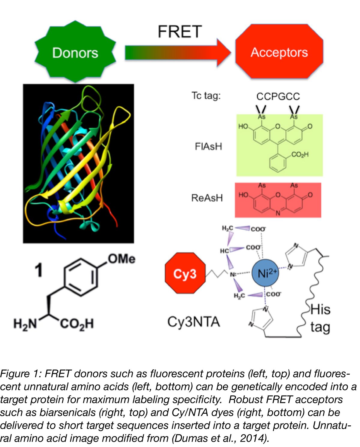 Special Delivery: Fluorophore Targeting for FRET Studies