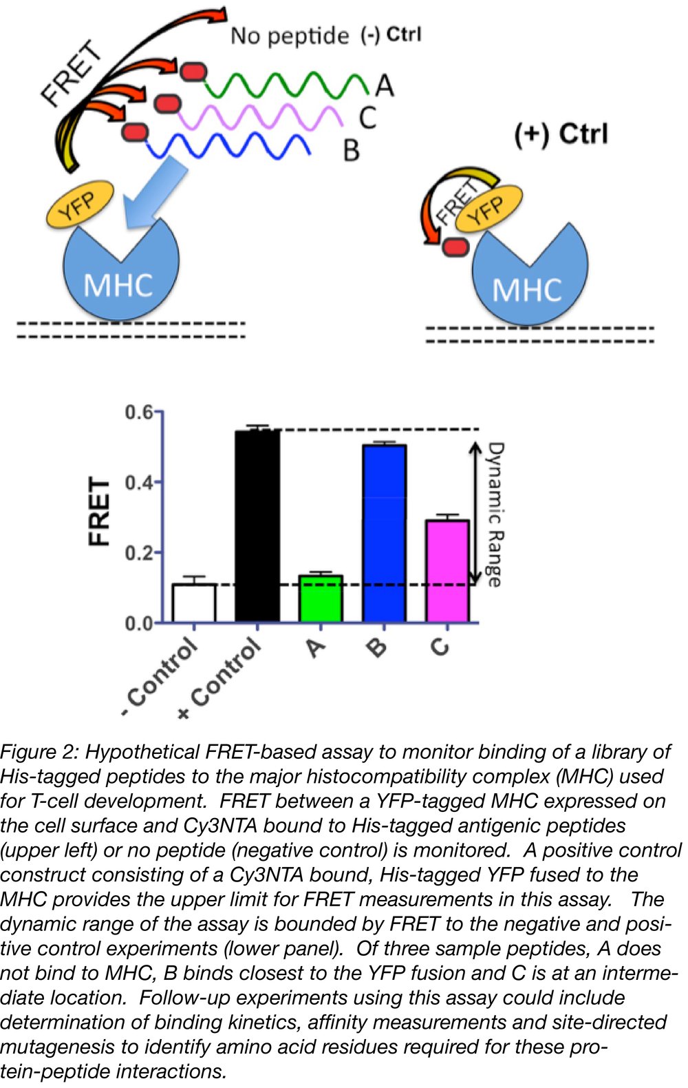 Special Delivery: Fluorophore Targeting for FRET Studies