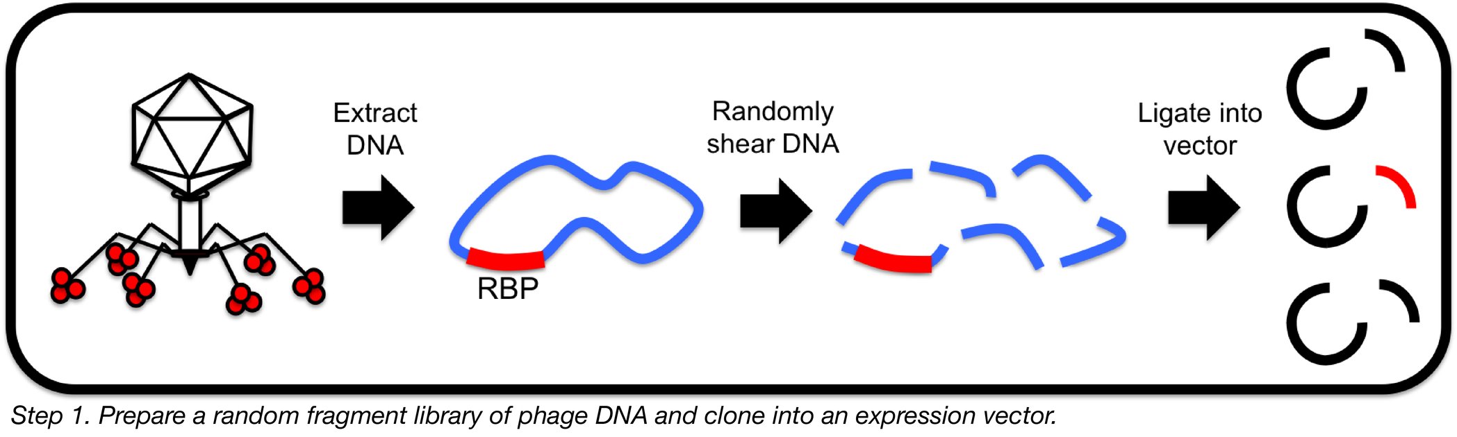Technique: Probe Phage Genomes for Host Binding Proteins