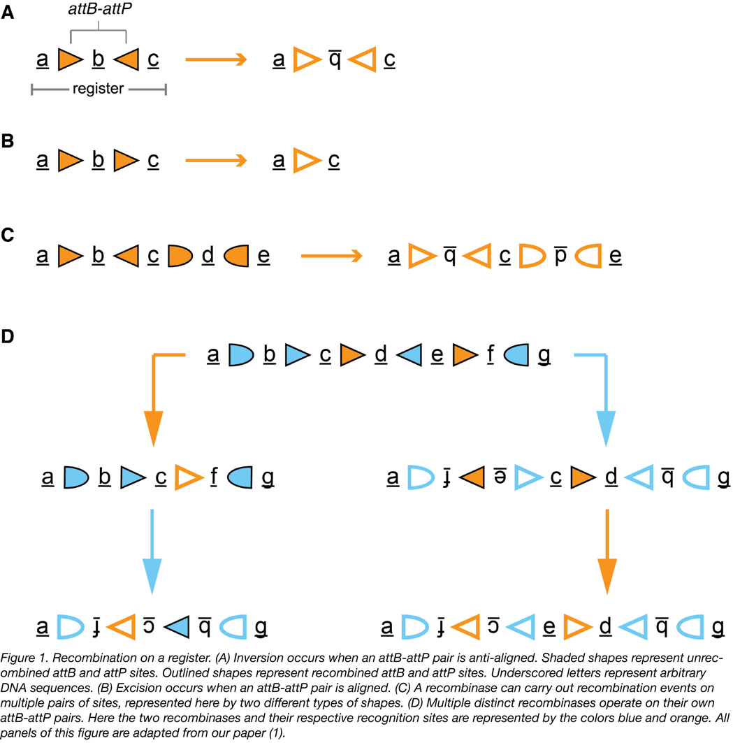 Recombinase-based State Machines Enable Order-dependent Logic in vivo