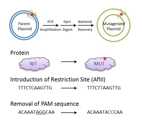 Site Directed Mutagenesis by PCR