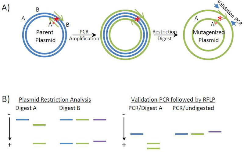 Site Directed Mutagenesis by PCR