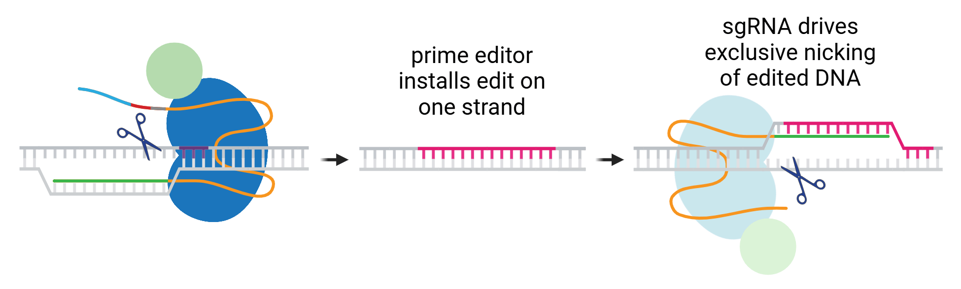 Design Tips for Prime Editing