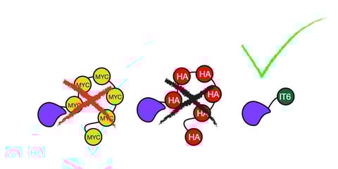 Inntags: Innovative Protein Epitope Tagging
