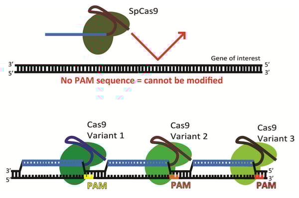 The PAM Requirement and Expanding CRISPR Beyond SpCas9 The PAM Requirement and Expanding CRISPR Beyond SpCas9