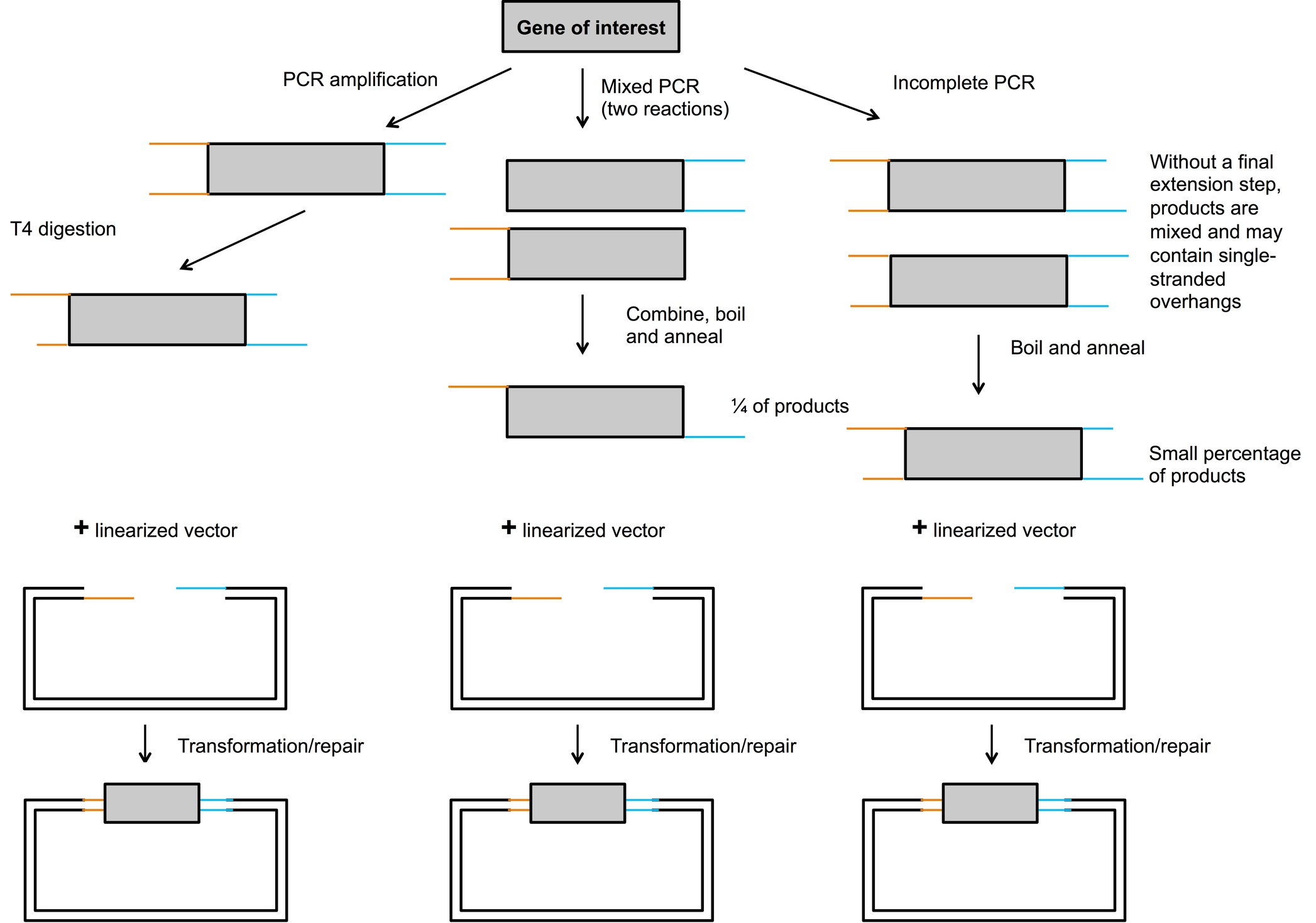 Plasmids 101: Sequence and Ligation Independent Cloning (SLIC)