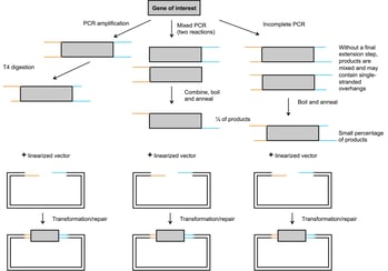 Plasmids 101: Sequence and Ligation Independent Cloning (SLIC)