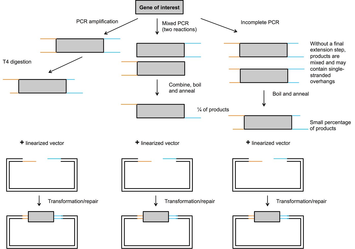 Plasmids 101: Sequence and Ligation Independent Cloning (SLIC)