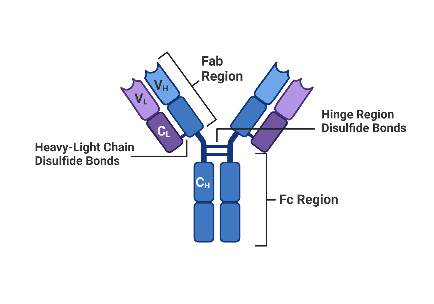 Antibodies 101: Fab Fragments